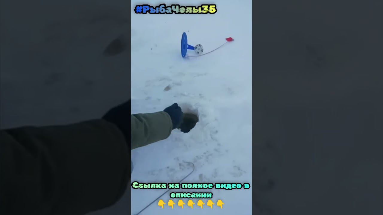 Щука зимой на Рыбинском водохранилище.