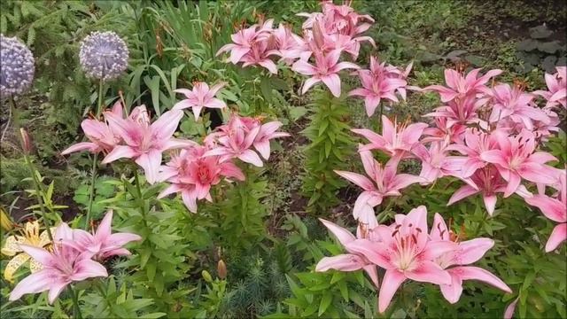 ЦАРСТВЕННЫЕ ЛИЛИИ в НАШЕЙ СИБИРИ