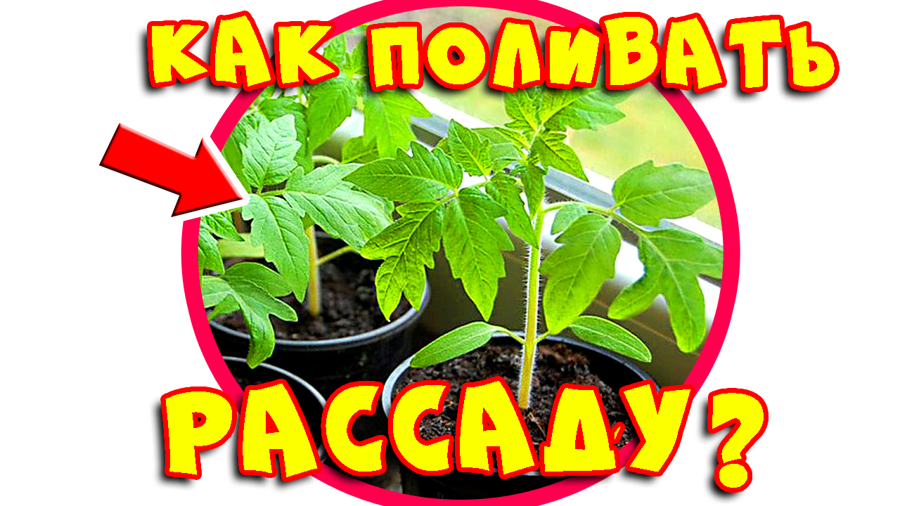 Как ПРАВИЛЬНО ПОЛИВАТЬ рассаду: мои советы для ЗДОРОВОГО РОСТА