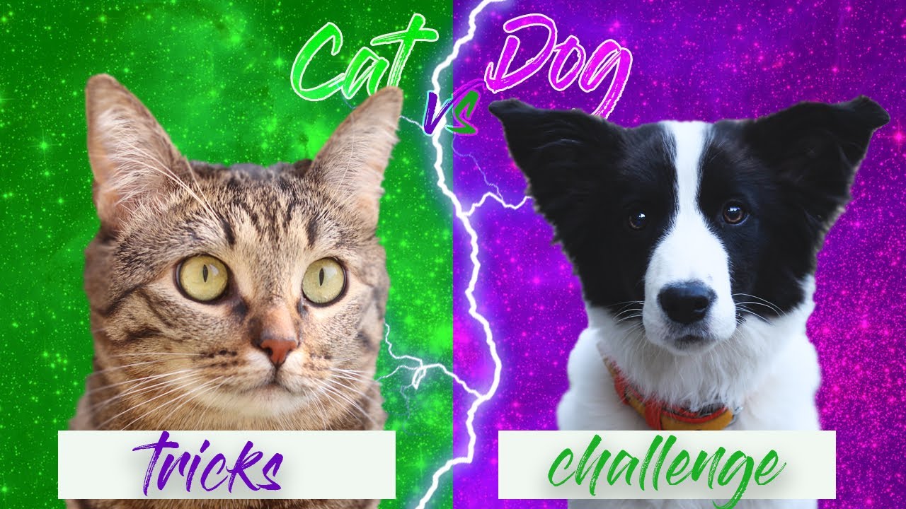 Смешные видео КОТЫ и СОБАКИ - Я РЖАЛ ДО СЛЕЗ tik tok / Лучшие Приколы 2023