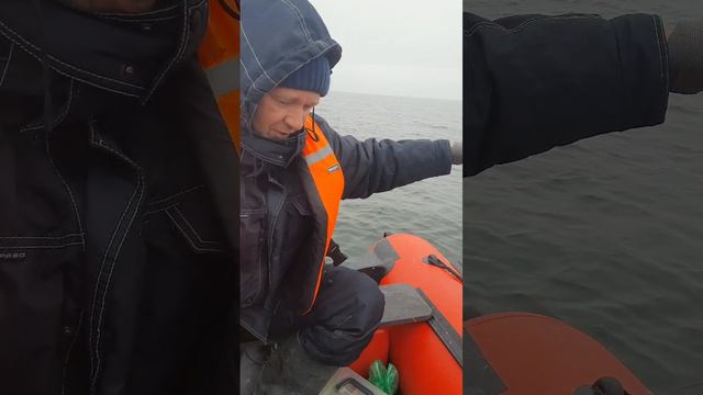 Ловим балтийскую треску)#треска #рыбалка #море