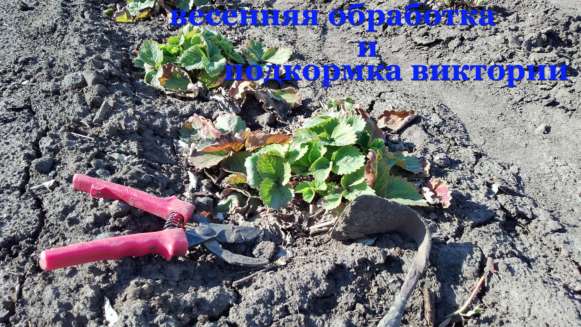 Весенняя обработка посадки Виктории.