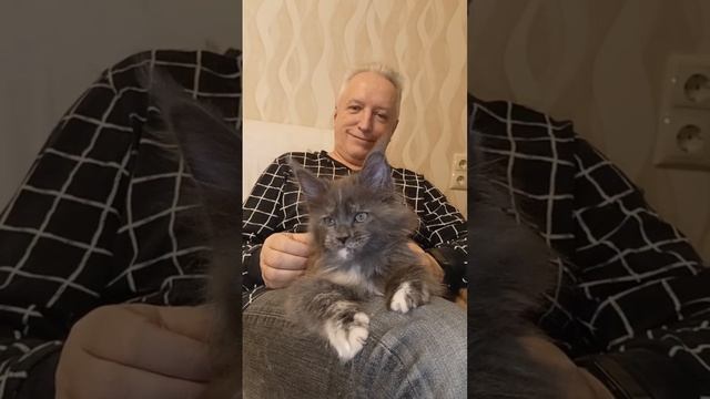 Кошечка Мейнкун Kittten Maine coon