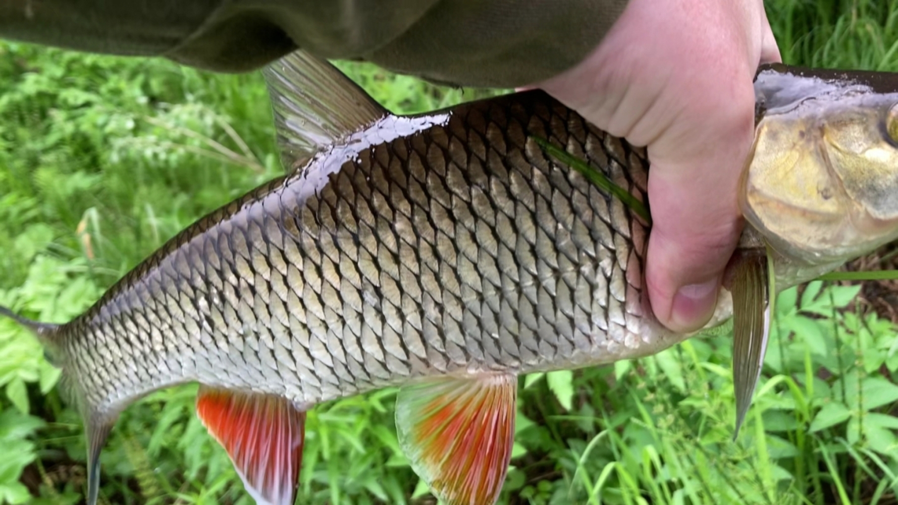 ПОКЛЁВКА С УДАРОМ В ВОБЛЕР