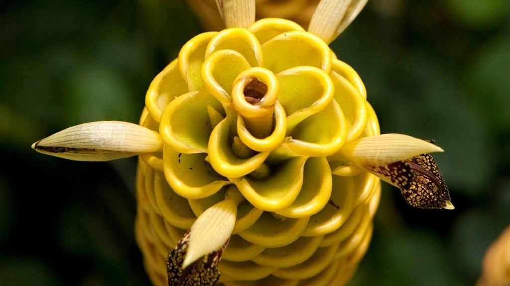 Имбирный улей РЕЛАКС АРТ-ТЕРАПИЯ ИМПРОВИЗАЦИЯ композитор Виктор Анохин #музыка #instrumental #цветы