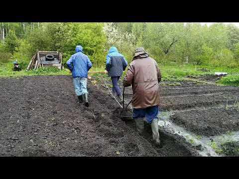 2022: Пашу как конь под проливным дождём (сажаем картошку)