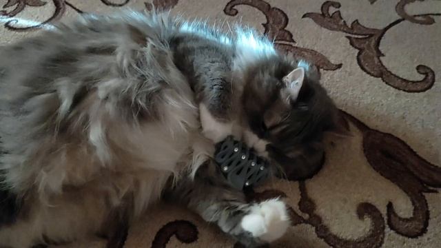 Любимая игрушка кошки