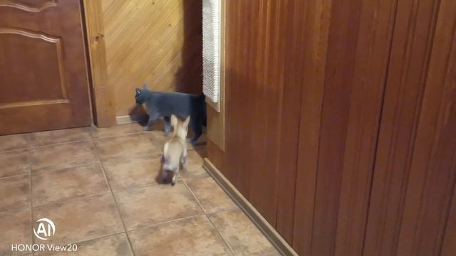 Борьба без правил