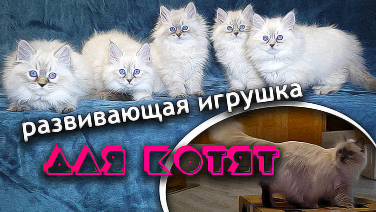 Развивающая игрушка для котят своими руками / Питомник кошек Маскарадный вальс
