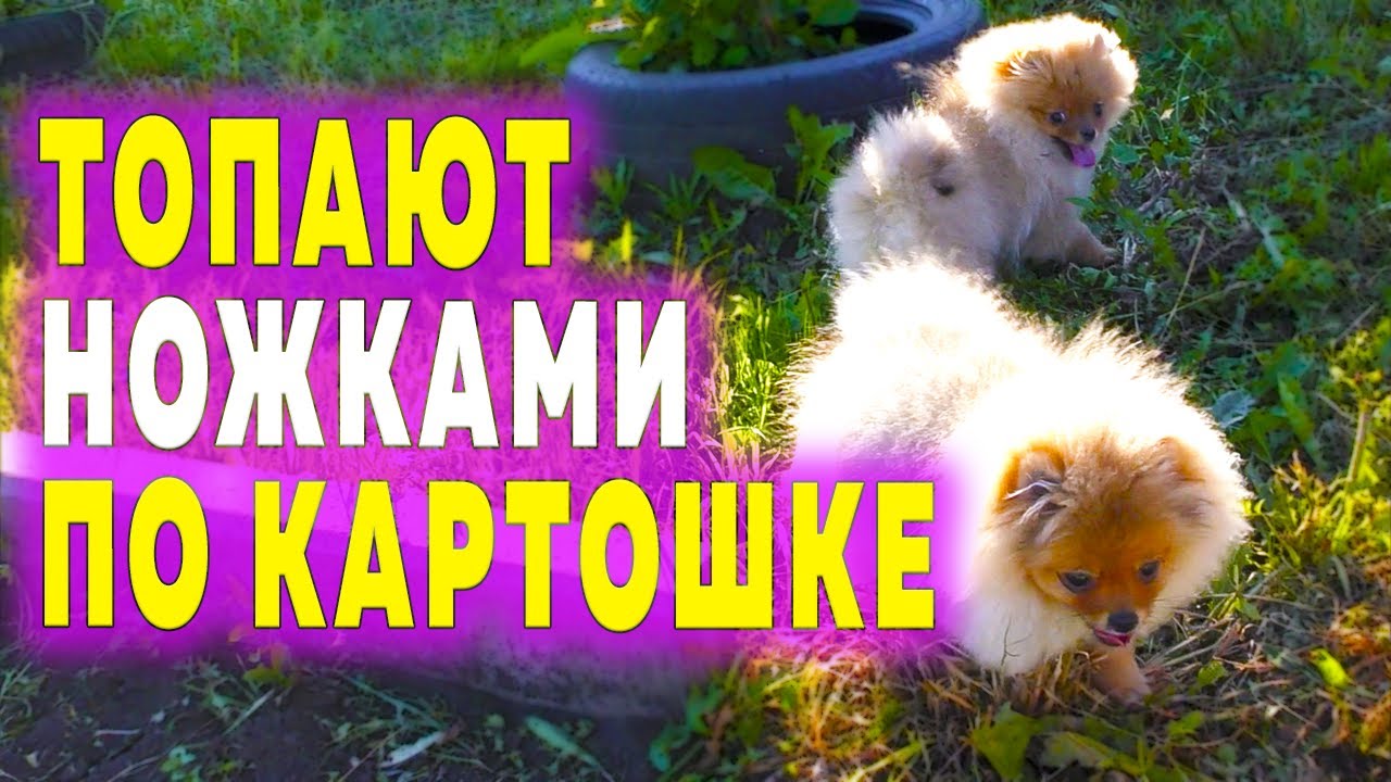 Шпицы уДачно погуляли. Шпицы Юни, Николь, Оливия, Бэлла играют. Померанский шпиц бегает по картошке