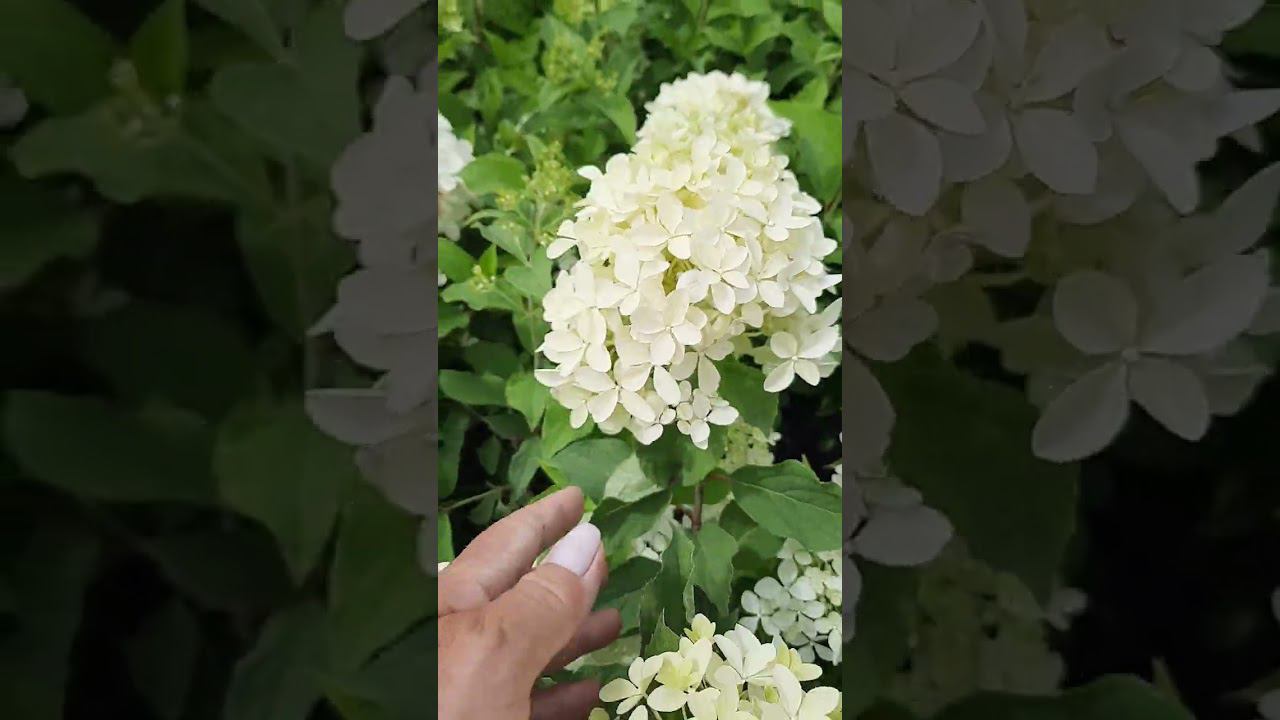 Мои новинки в саду и начало цветения гортензий.