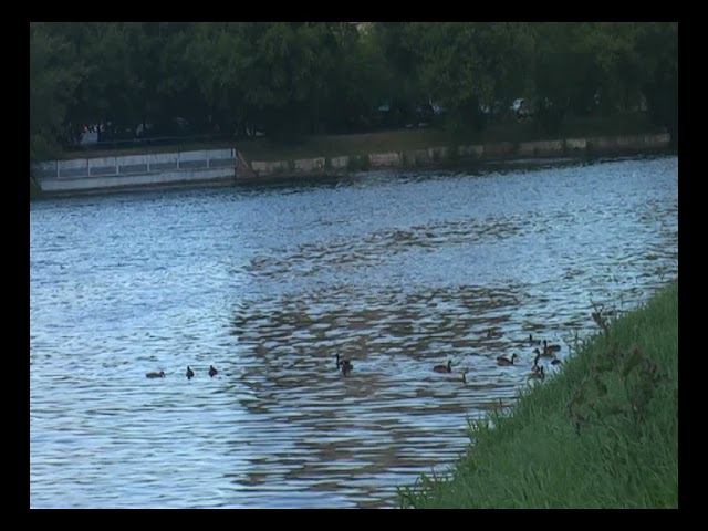 Пруд в Измайлово (23.07.21)