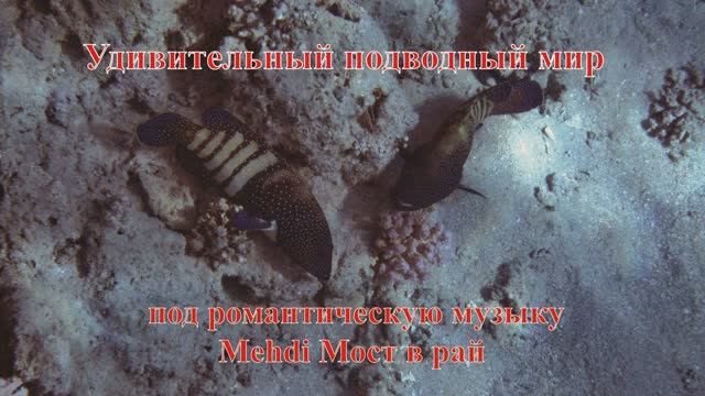 Удивительный подводный мир Брачные игры под романтическую музыку Mehdi Мост в рай