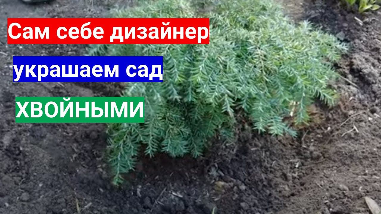 Карликовые хвойные - идеальны для украшения сада.Чрезвычайно живописный куст Тсуга канадская