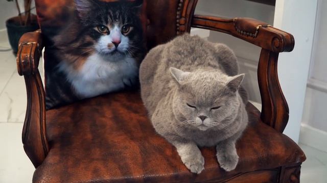 Счастливые семьи. Вячеслав и Елена Виноградовы.mp4