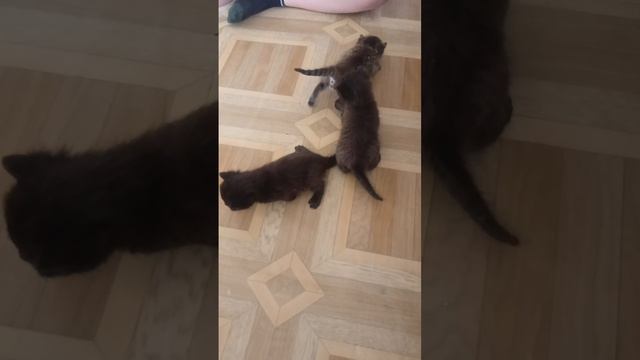 Котятки