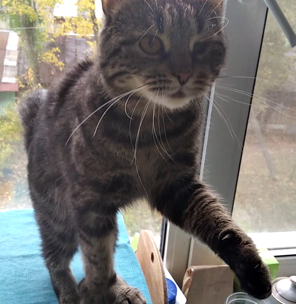 Лила. 4 урок! Команды: "сидеть" и "дай лапку".