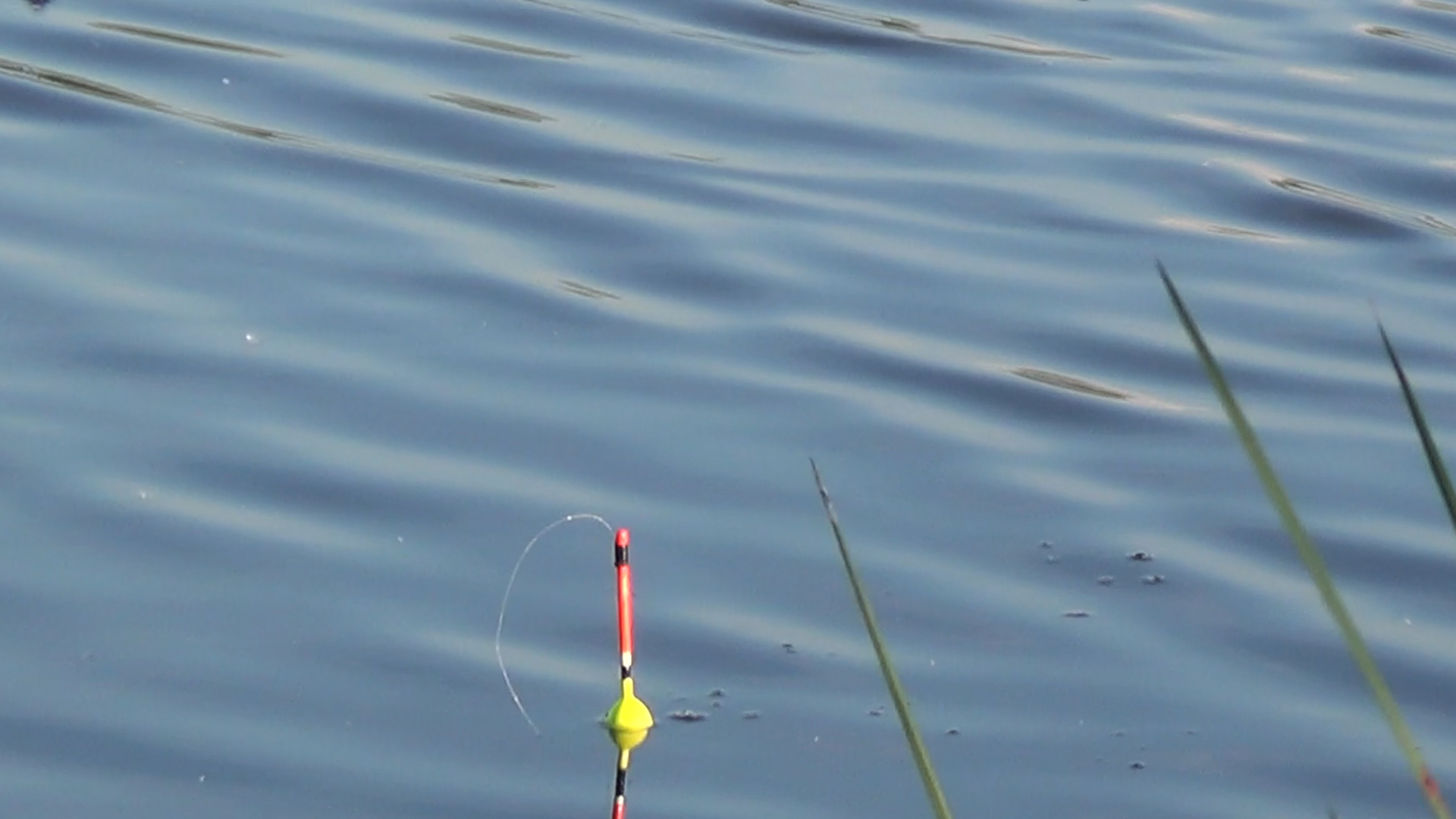 Деревенский пруд , поплавочная удочка , рыбалка в июне #рыбалка #поплавочнаяудочка #поплавок