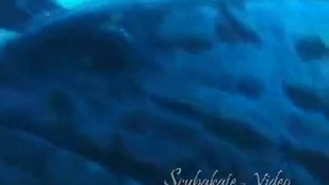 Групперы-гиганты