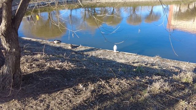 Белая ворона, гоняет уток.
