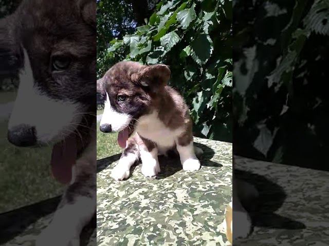 Щенки Вельш Корги Кардиган. Иви 2,5 месяца.