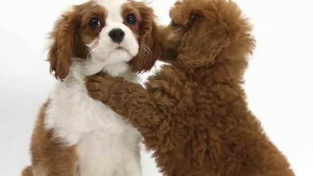 Той пудель 2016 ГОДА