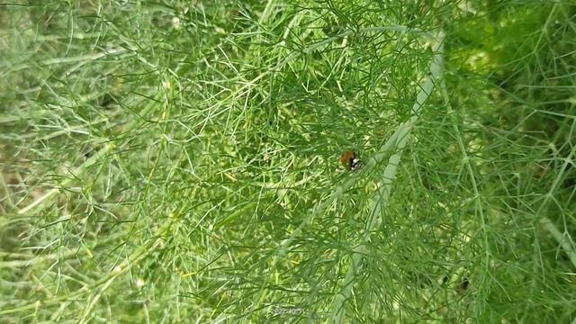 Божья коровка греется на солнце ☀️