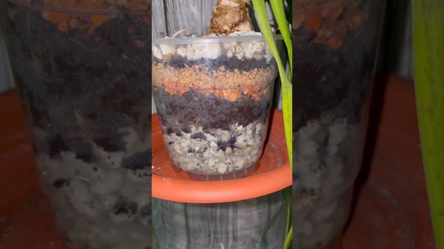 Нолина - длинноволосая красавица ?