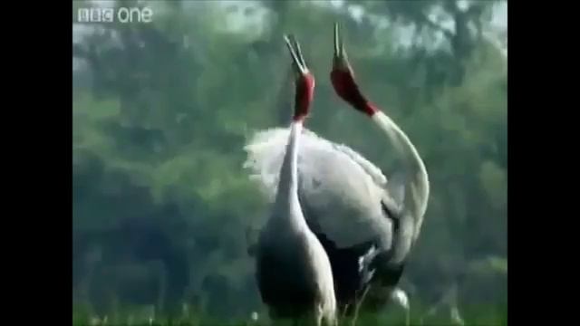 Приколы С ЖИВОТНЫМИ ПОДБОРКА