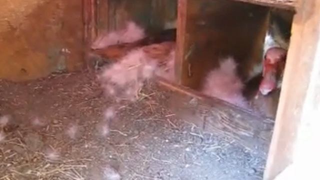 Какой ужас! Все утки на одно гнездо