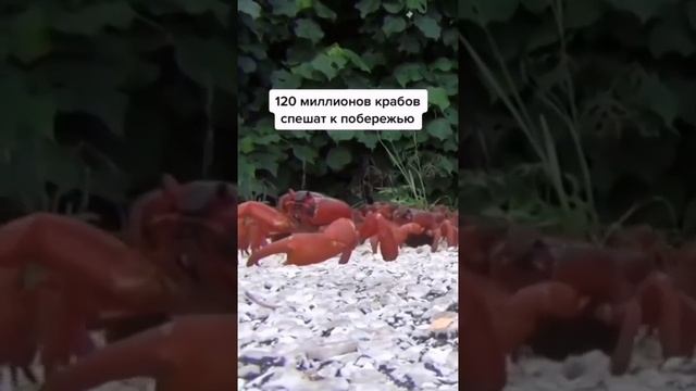 Такогл Вы точно не видели!