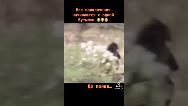 просто приколы ?