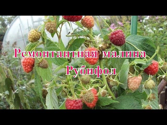 Ремонтантная малина Рубифол