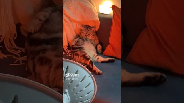 Котёнок 2023, часть № 24