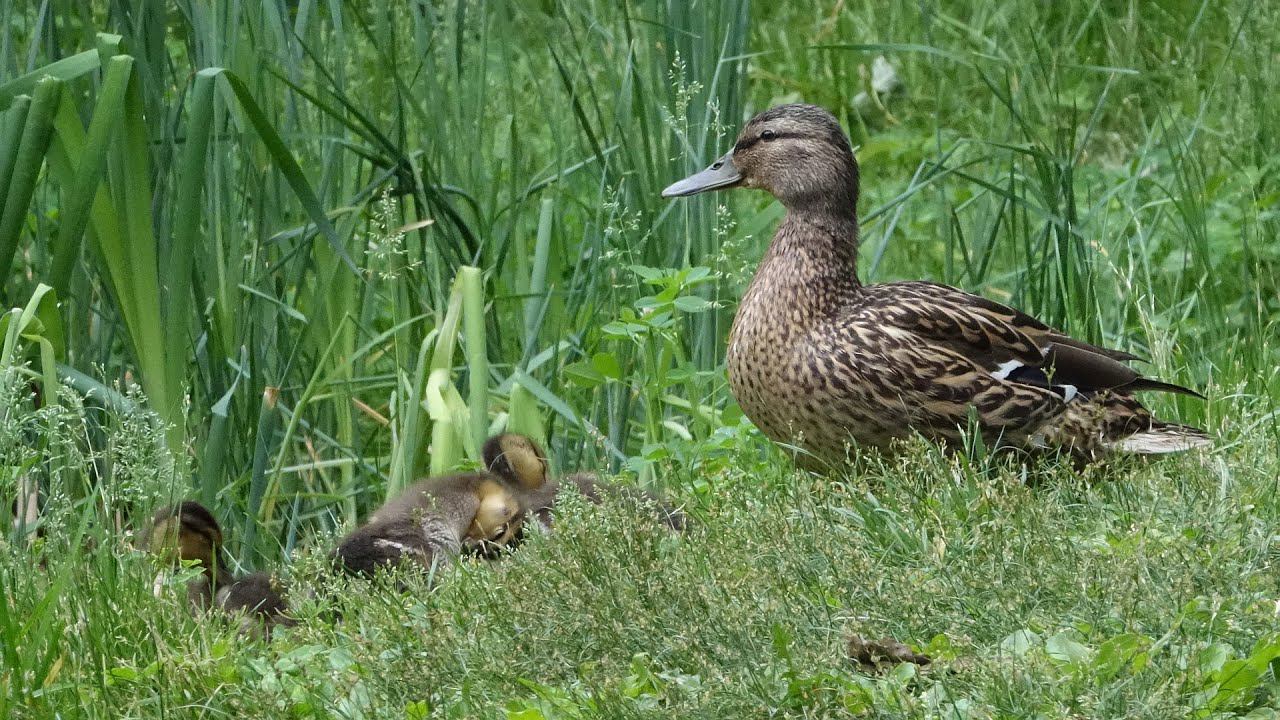Утята - 2 недели (27.05.2023)