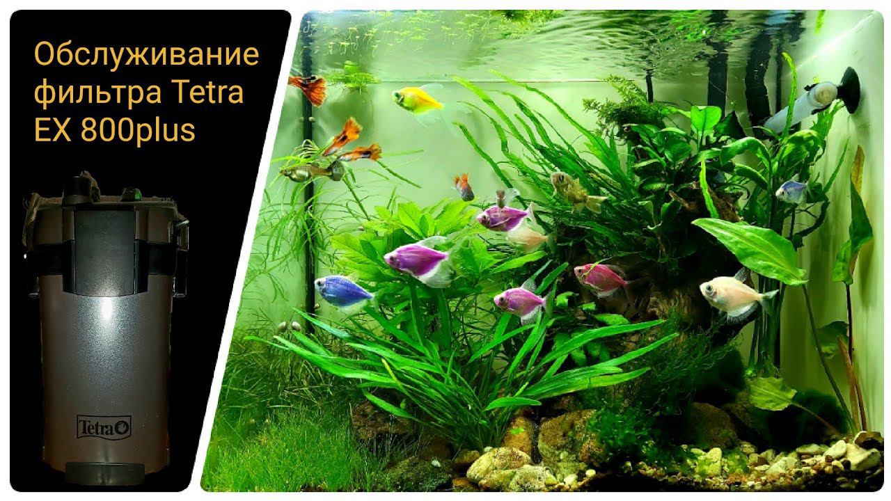 Обслуживание фильтра Tetra EX 800 Plus