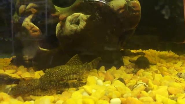 сом Анциструс обыкновенный (Ancistrus dolichopterus) или сом-прилипала