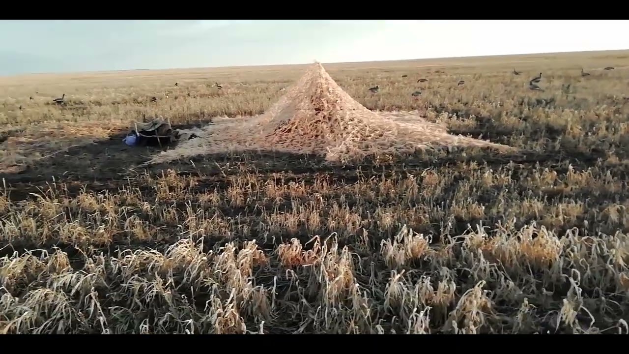 Неудачная гусиная охота весна 2022 Такое у меня впервые