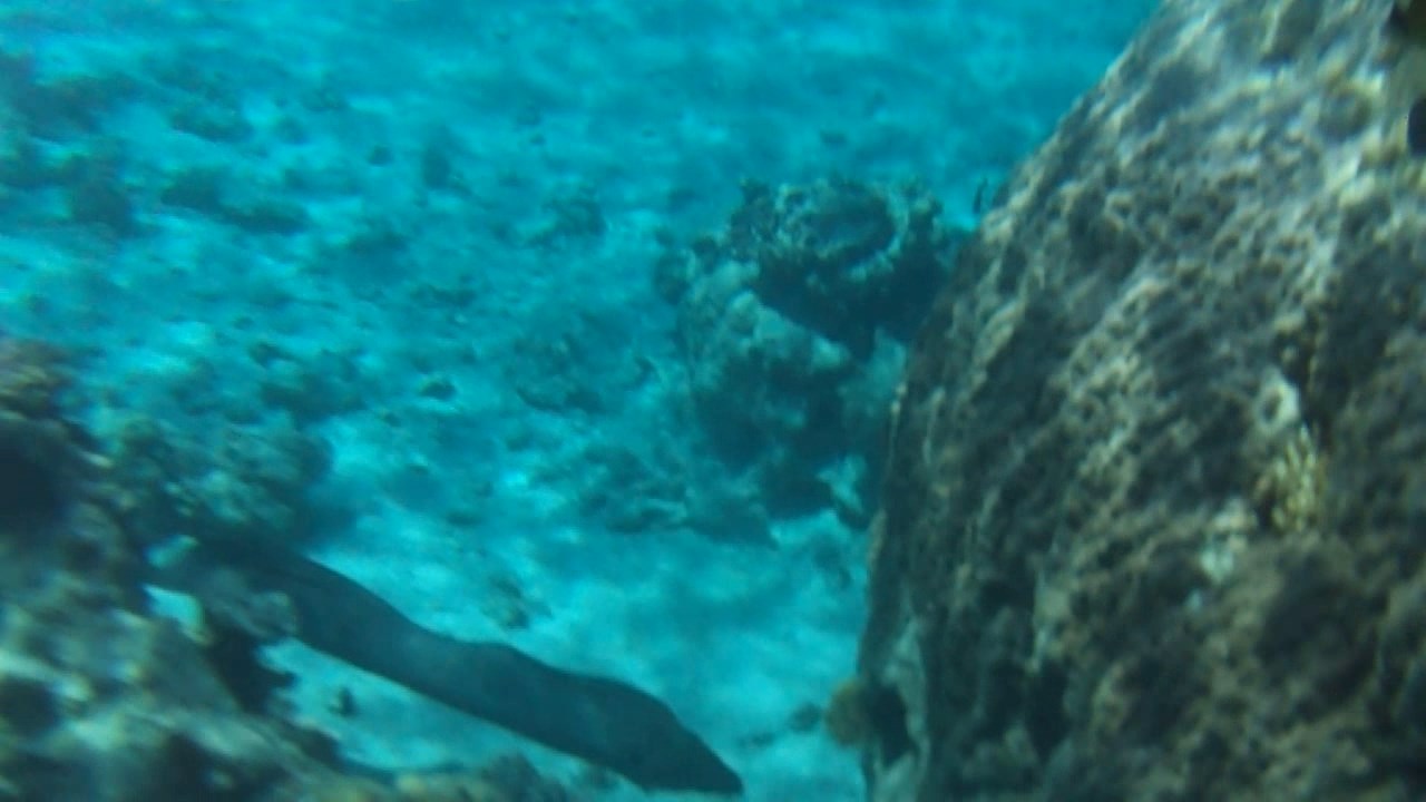 МУРЕНА. ПОДВОДНЫЙ МИР КРАСНОГО МОРЯ. БУХТА  РАС-УМ-ЭЛЬ-СИД. ШАРМ-ЭЛЬ-ШЕЙХ. ЕГИПЕТ