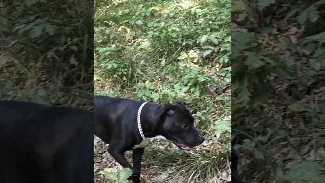 Прогулки по лесу #shorta