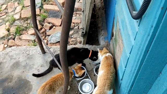 Едят ли коты рисовую кашу?  Деревня, глубинка, Беларусь.
