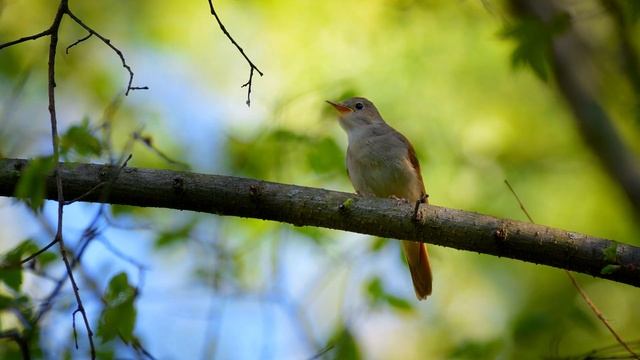 Успокаивающая музыка