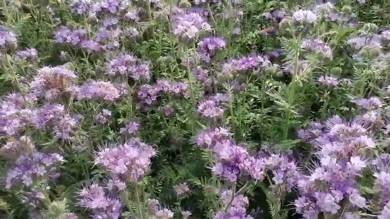 Зачем сеют фацелию. Фацелия для огорода. Фацелия для севооборота.