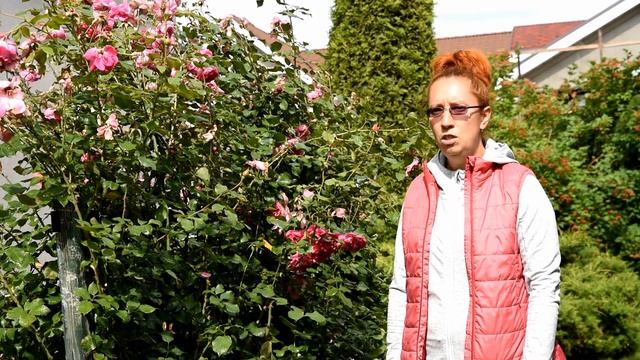 Секреты выращивания плетистых роз