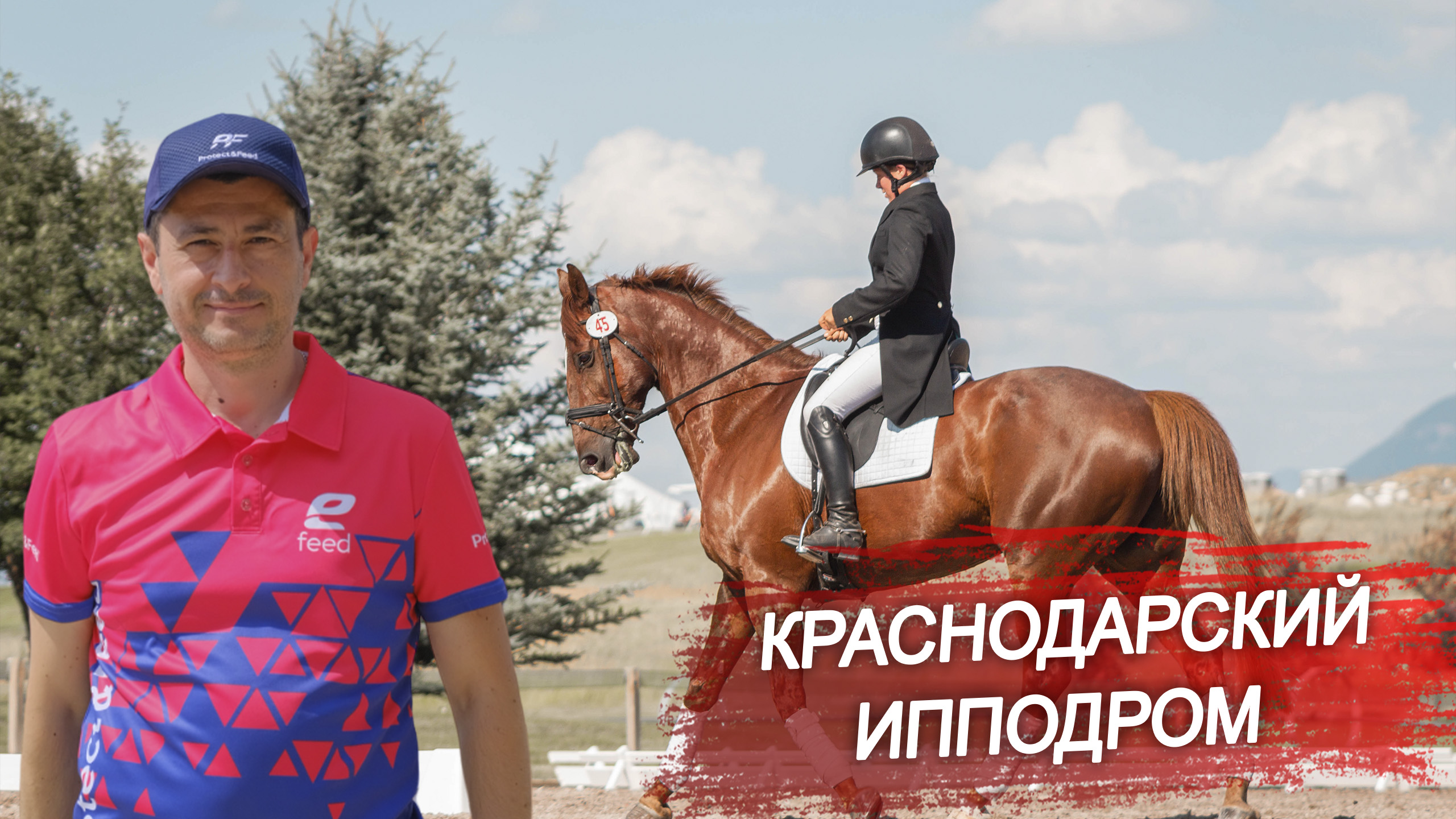 Подготовка лошадей к тренировке. Лошади на манеже. Как содержат лошадей на ипподроме?