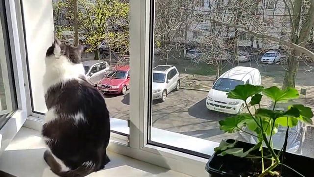 Птички по утрам просто нервируют