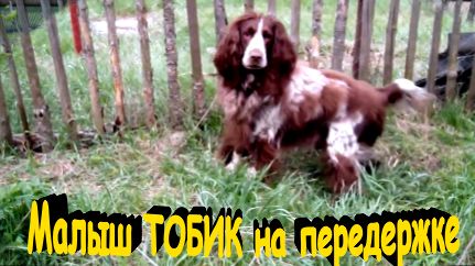 Здоровенный Малыш-ТОБИК на передержке