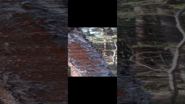 Первая весенняя добыча: чага.