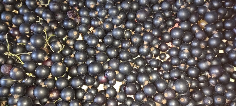 ‼️ВАРЕНЬЕ-ЖЕЛЕ ИЗ ЧЕРНОЙ СМОРОДИНЫ?ЭТО ОЧЕНЬ ВКУСНО?‼️