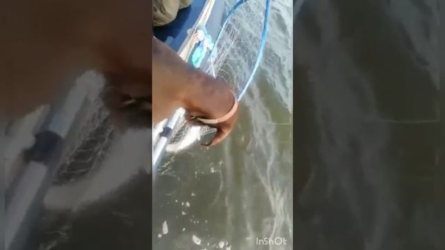 Ловля тайменя на воблер 80 мм (13 гр) от Mr. Musurok